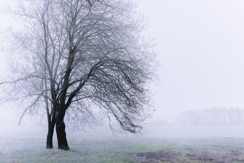 Tree Fog Winter - Free photo on Pixabay - Pixabay