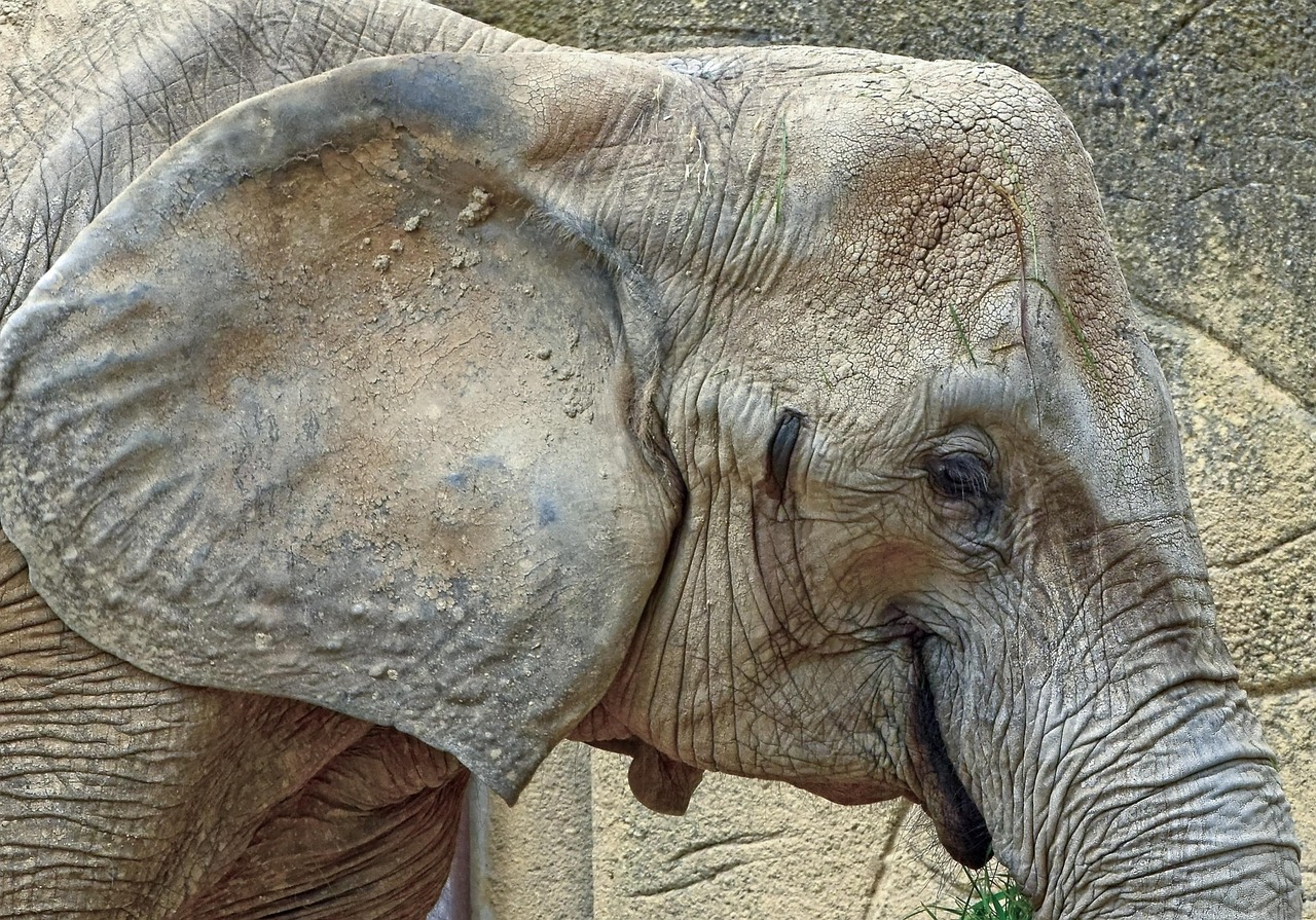 10,000+ Free Elephant Head & Elephant Images - Pixabay