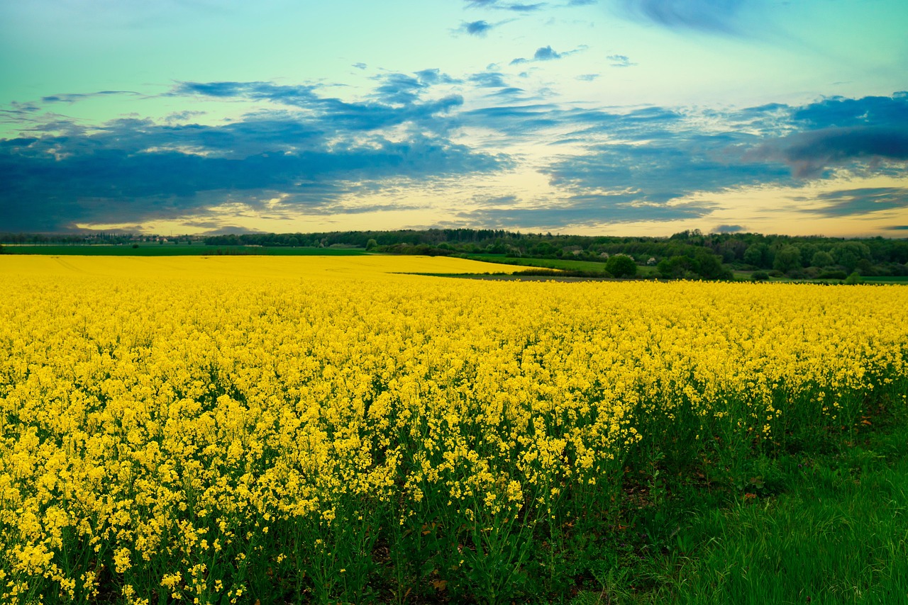 Champ De Colza La Nature - Photo gratuite sur Pixabay - Pixabay
