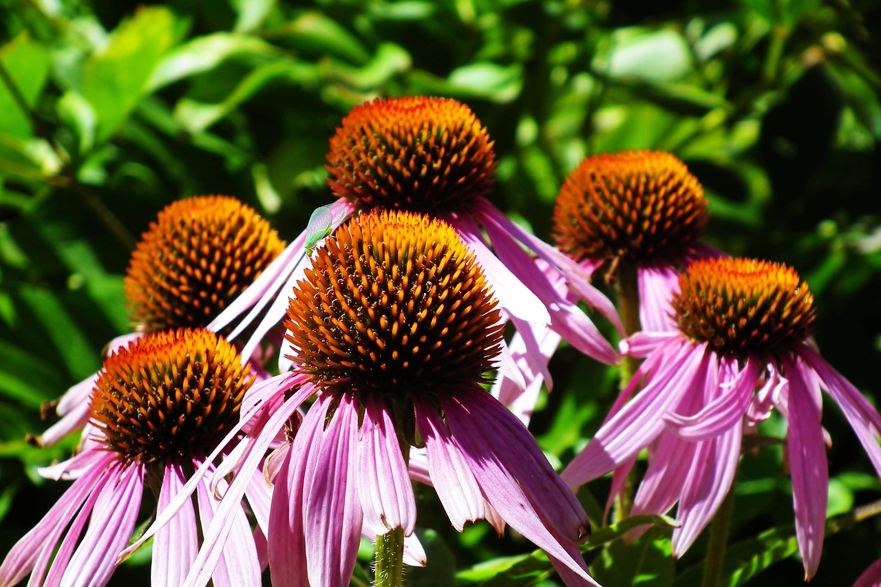 Coneflowers Roxos Flores - Foto gratuita no Pixabay - Pixabay