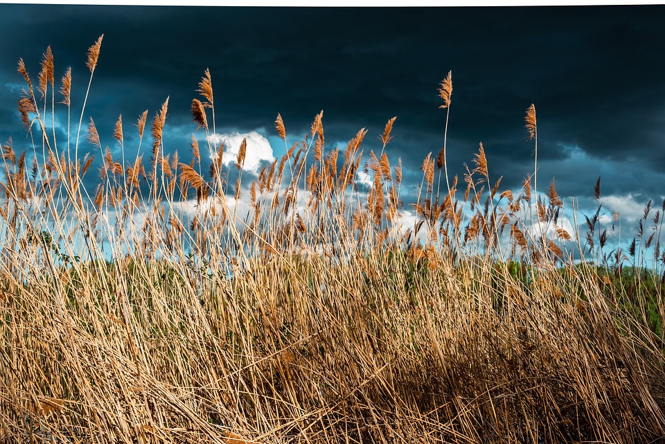 Reed Grass Lake - Free photo on Pixabay - Pixabay