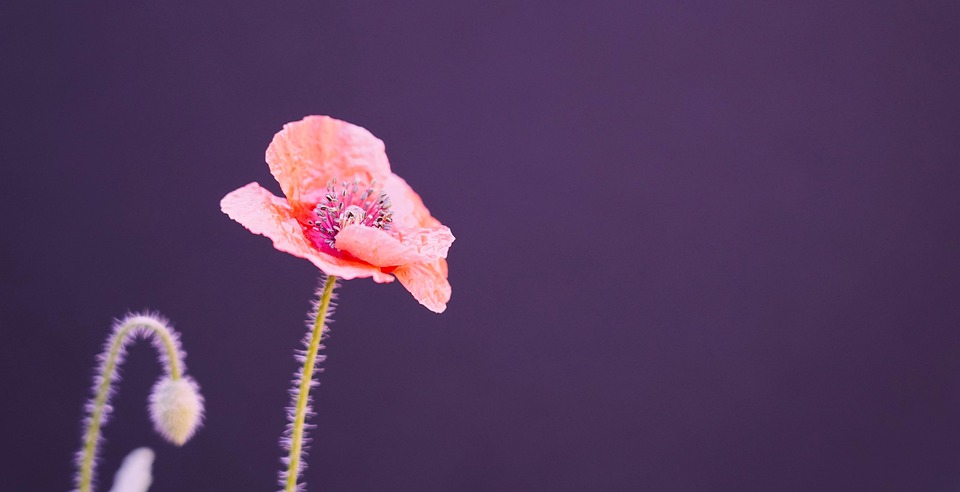 Mohn Blume Hintergrund - Kostenloses Foto auf Pixabay