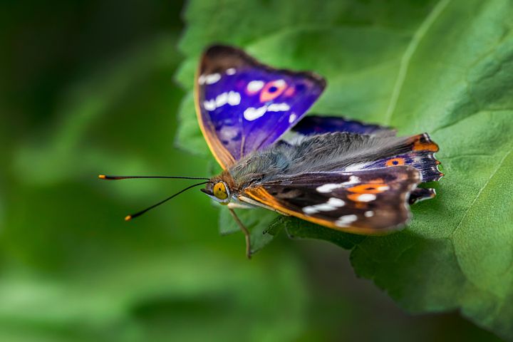 10+ Free Emperor Butterfly & Butterfly Images - Pixabay
