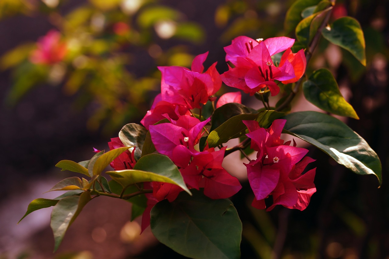 Buganvillas Buganvilla Rosa Flores - Foto gratis en Pixabay - Pixabay