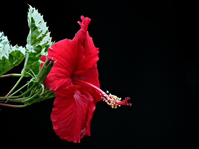 Hibiscus Red Flower - Free photo on Pixabay - Pixabay