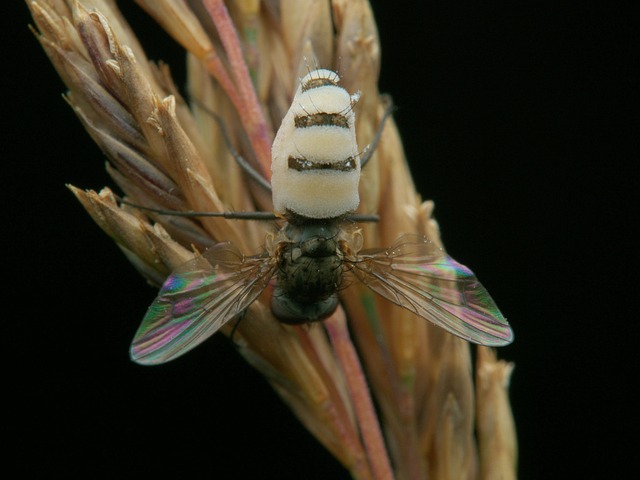 Entomophthora Muscae Voler - Photo gratuite sur Pixabay - Pixabay