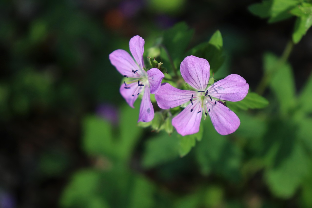 Wildflowers Purple Flowers Garden - Free photo on Pixabay - Pixabay