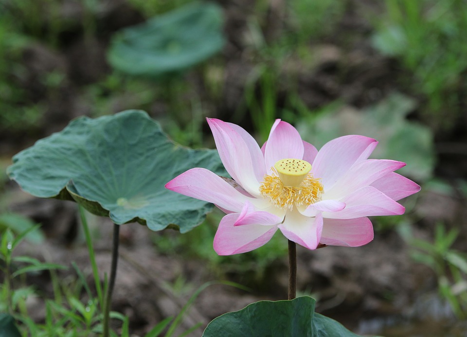 Lotus Rose Fleur - Photo gratuite sur Pixabay - Pixabay