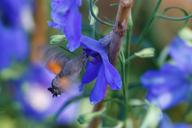Hummingbird Hawk-Moth Blue Flowers - Free photo on Pixabay