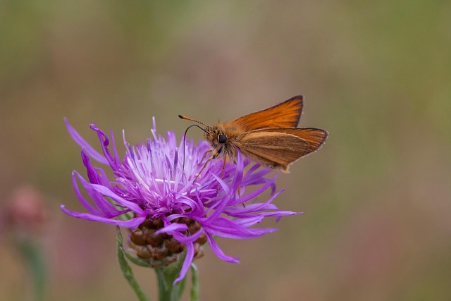 Fleur Mauve Pollinisation Papillon - Photo gratuite sur Pixabay - Pixabay