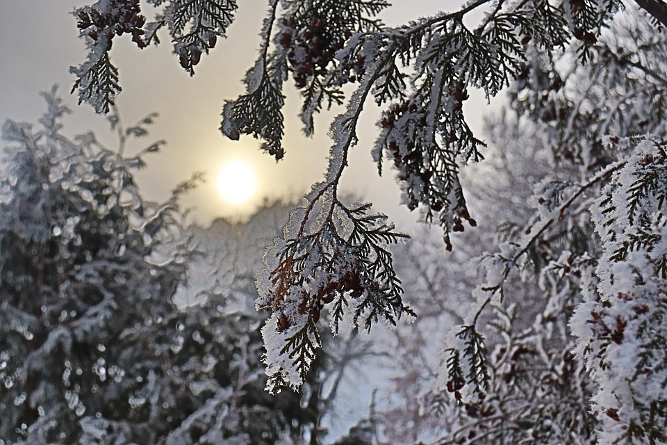 Winter Schnee Kalt - Kostenloses Foto auf Pixabay - Pixabay