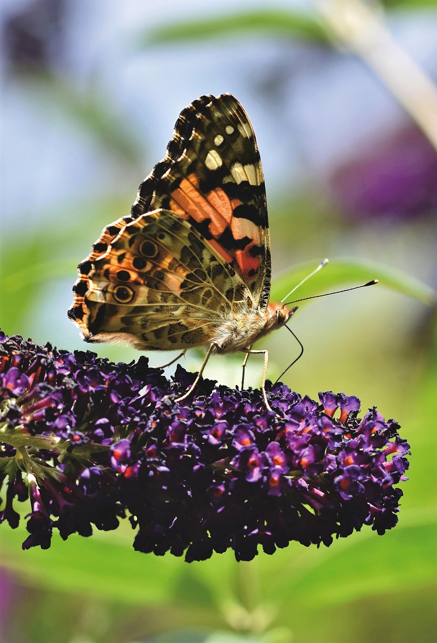 Vanessa Cardui Flower Butterfly - Free photo on Pixabay - Pixabay