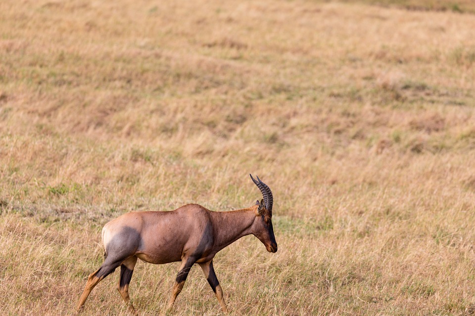Topi Kenya Narok Damaliscus - Free photo on Pixabay - Pixabay