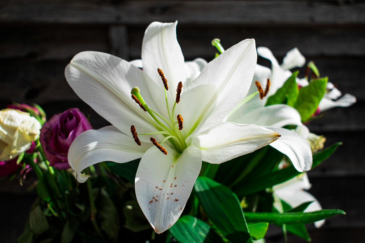 Lily Flower Plant - Free photo on Pixabay