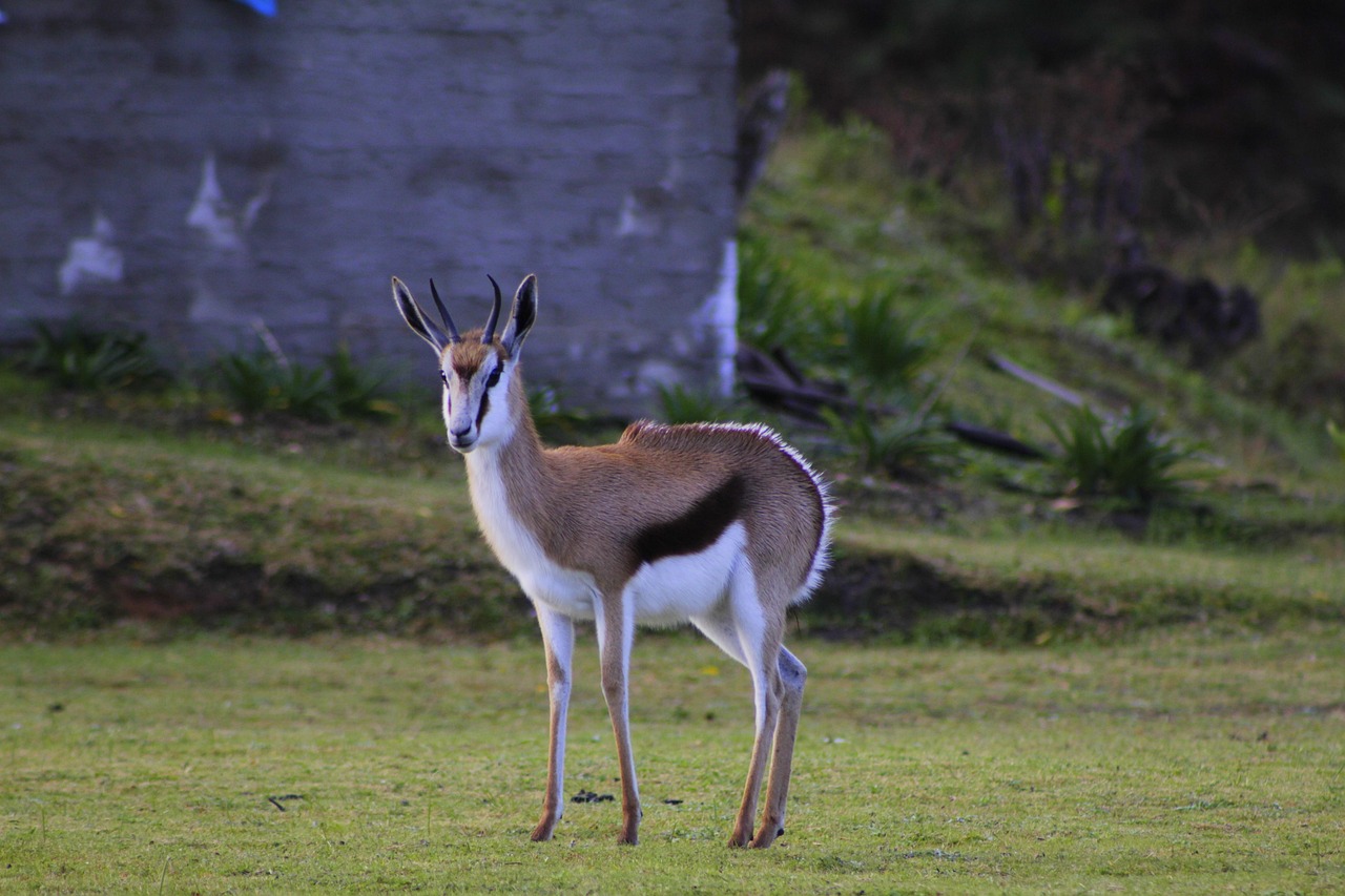 Springbok Granja Itinerancia - Foto gratis en Pixabay Springbok Granja Itinerancia - Foto gratis en Pixabay