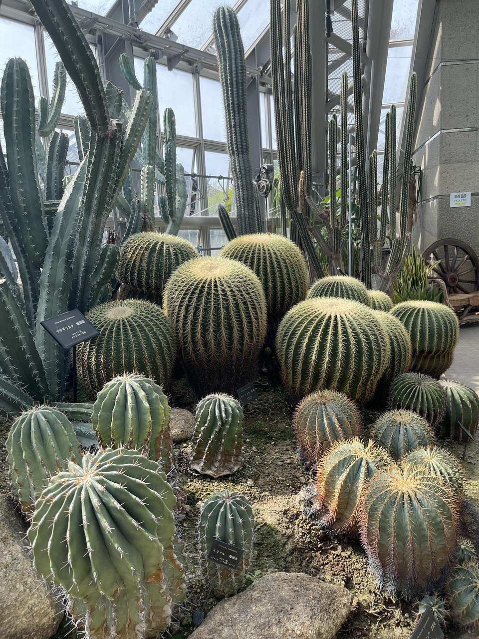 Cactus Nature Le - Photo gratuite sur Pixabay - Pixabay