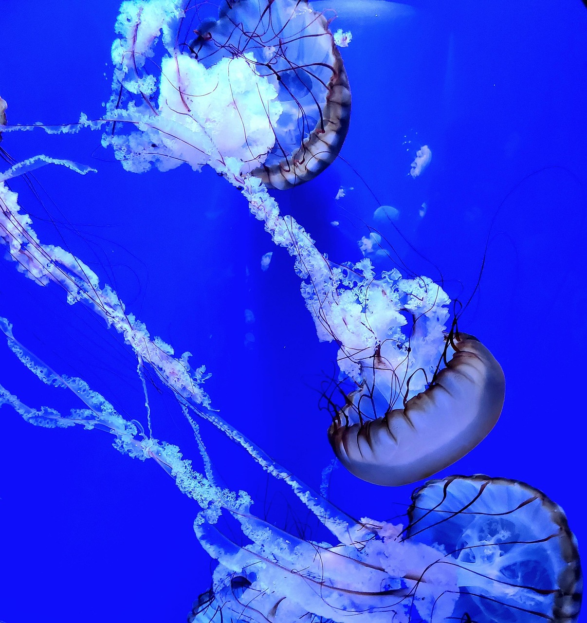 Jellyfish Aquarium Ocean - Free photo on Pixabay - Pixabay