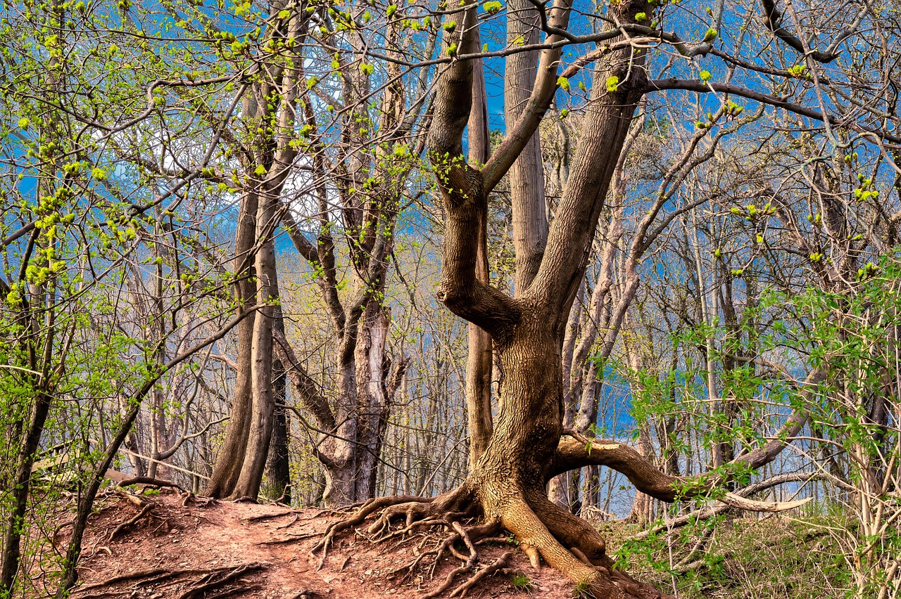 Trees Nature Landscape - Free photo on Pixabay