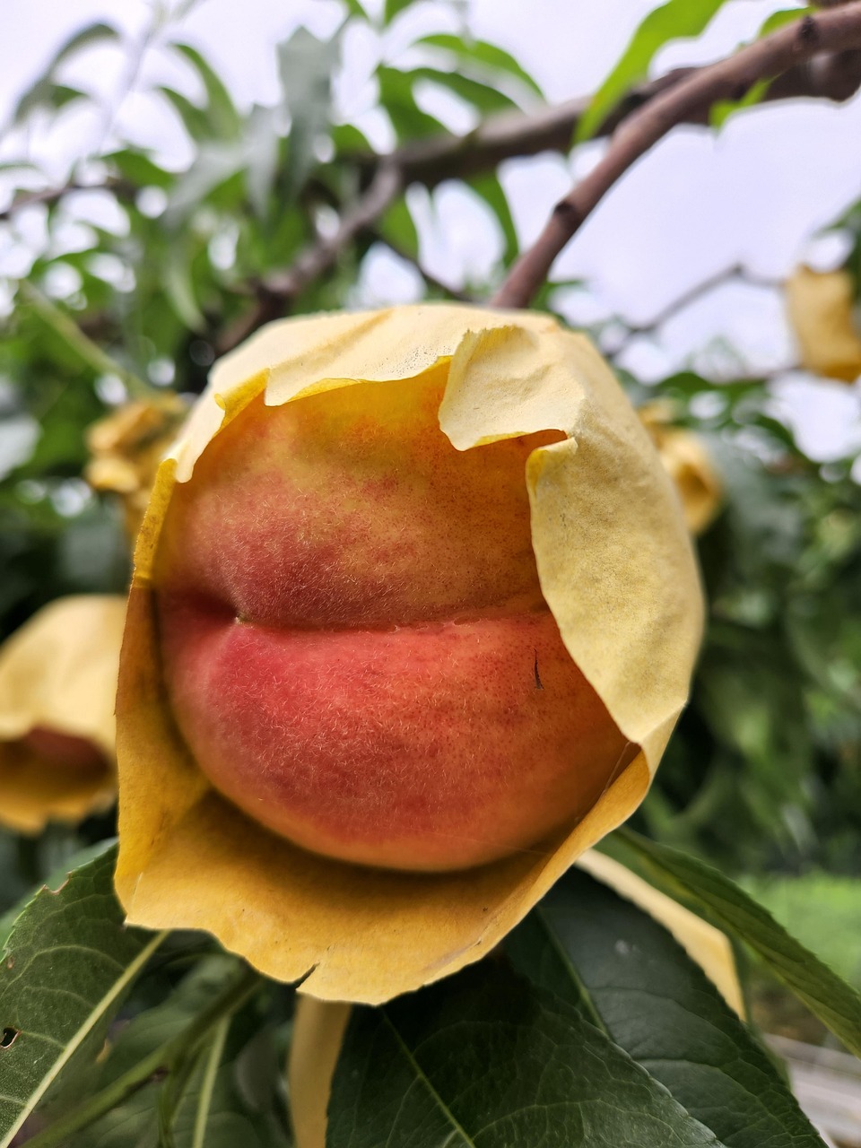 Fresco Pêssego Fruta - Foto gratuita no Pixabay - Pixabay