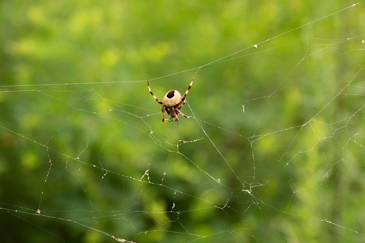 Discover and download free images - Pixabay