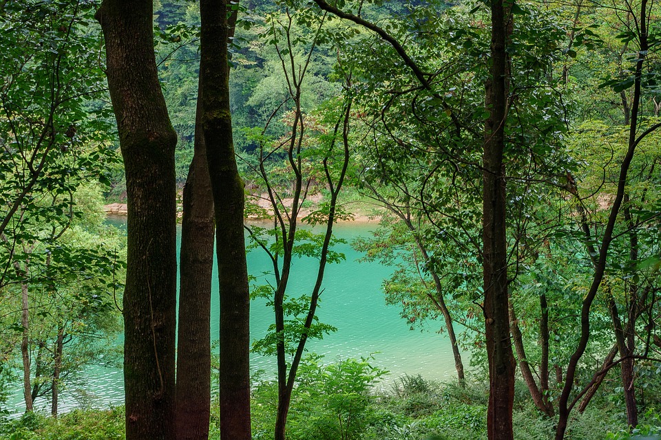China Chengdu Trees - Free photo on Pixabay