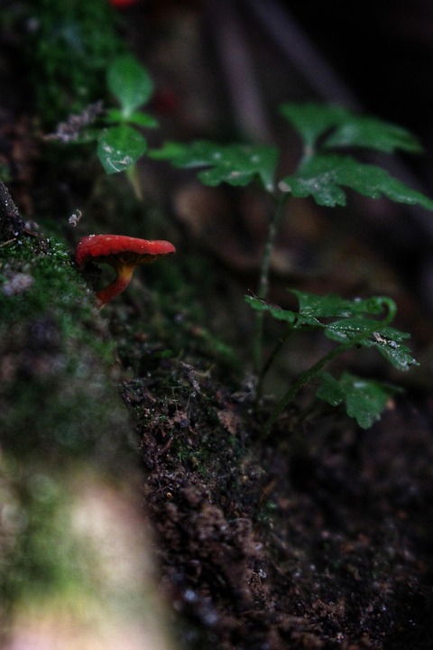 Hutan Hujan Jamur Merah - Foto gratis di Pixabay