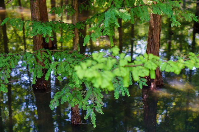 China Forest Dawn Redwood - Free photo on Pixabay - Pixabay