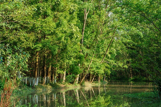 China Dawn Redwood River - Free photo on Pixabay - Pixabay