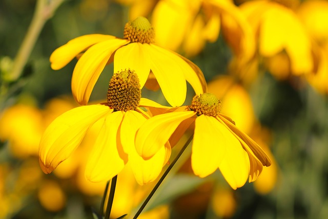 Flores De Color Amarillo - Foto gratis en Pixabay - Pixabay