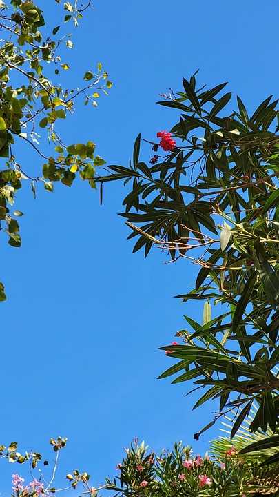 Trees Oleander Summer - Free photo on Pixabay - Pixabay