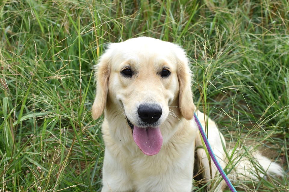 Female Golden Retriever - Free photo on Pixabay - Pixabay