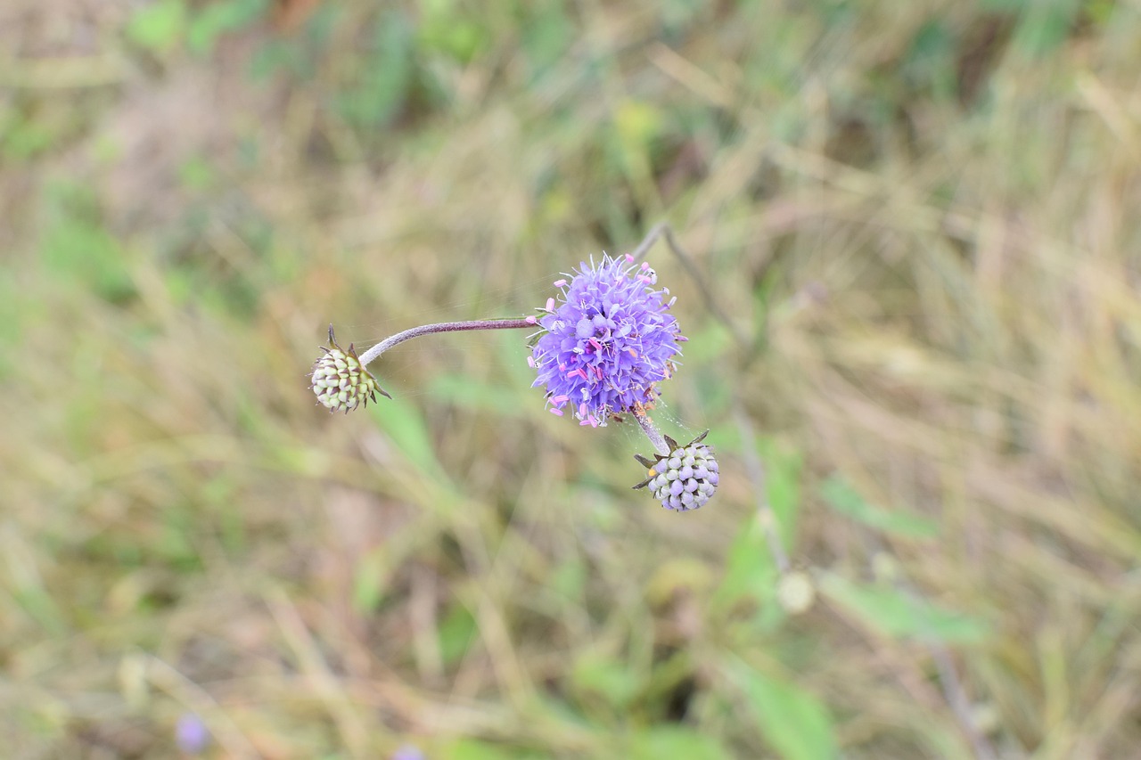 Succinct Flower Of The Meadows - Free photo on Pixabay - Pixabay