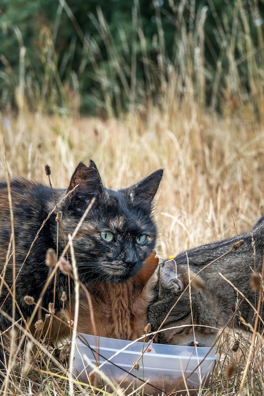 Gatos De Rua Local - Foto gratuita no Pixabay - Pixabay