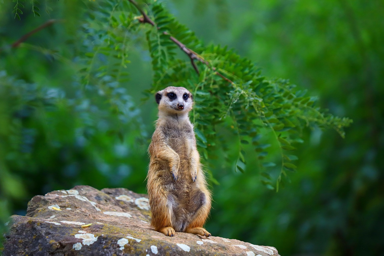 300,000+ Free Animal Meerkat & Meerkat Images - Pixabay