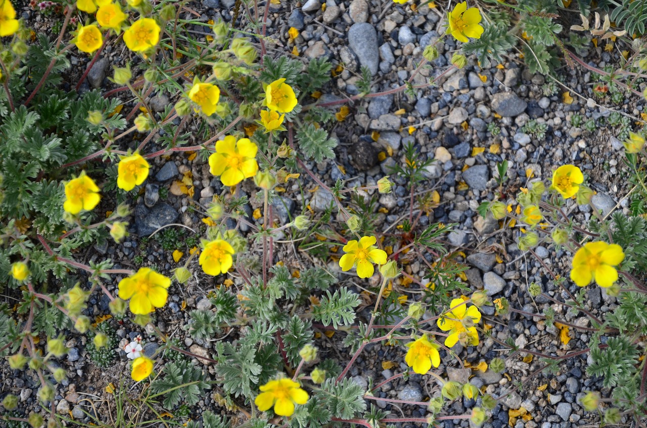 Bunga Kecil Wild Kuning - Foto gratis di Pixabay - Pixabay