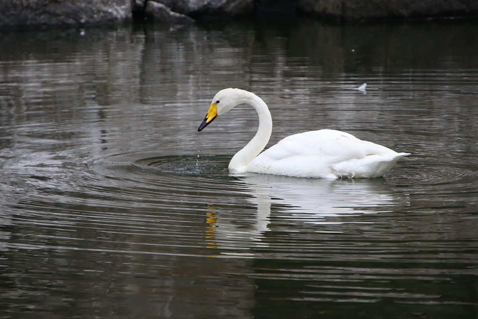 Swan Bird Ornithology - Free photo on Pixabay - Pixabay