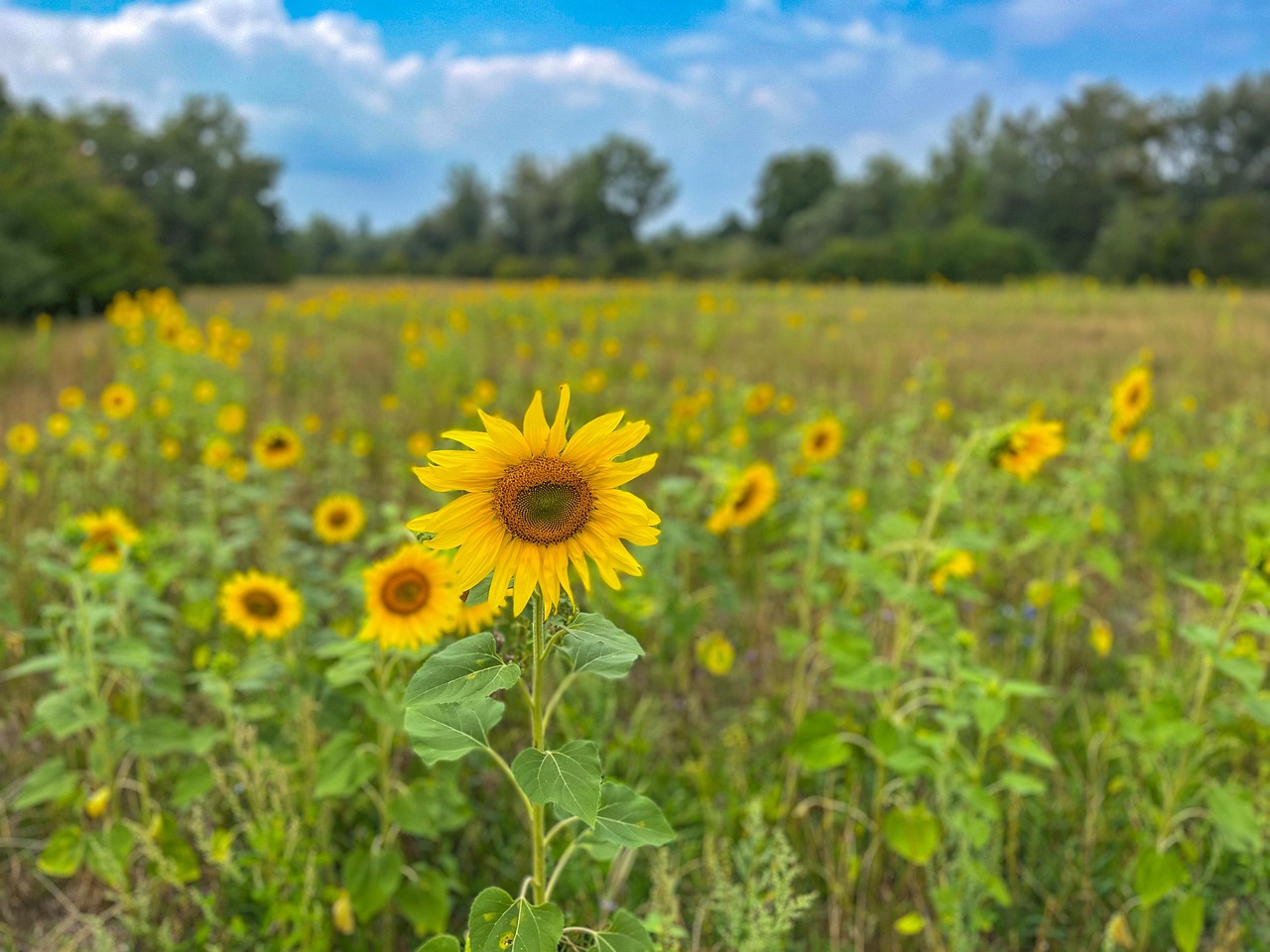 Bunga Matahari Padang Rumput Alam - Foto gratis di Pixabay - Pixabay