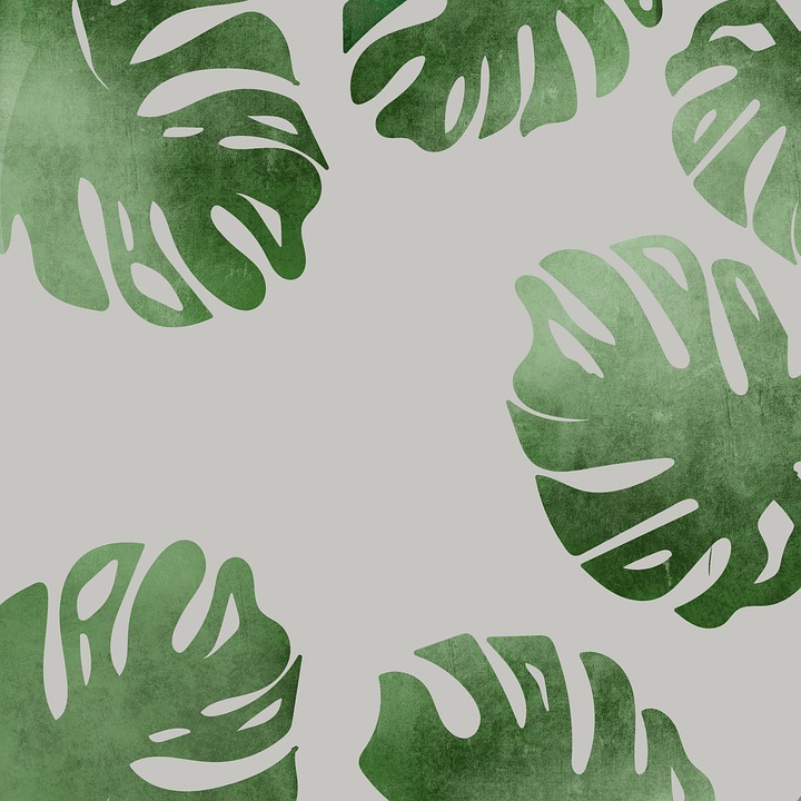 Monstera Tanaman Tropis - Gambar gratis di Pixabay - Pixabay