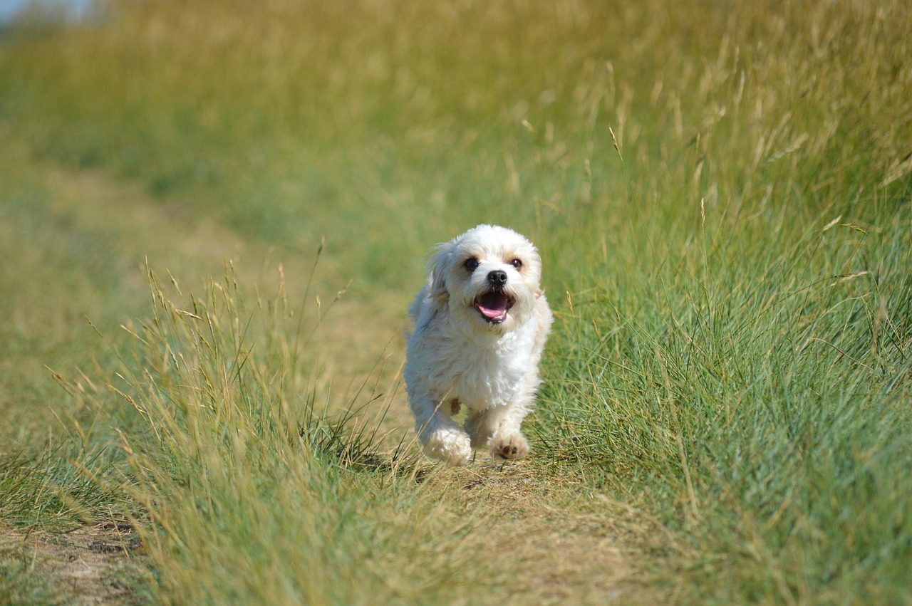 Dog Grass Run Domestic - Free photo on Pixabay - Pixabay