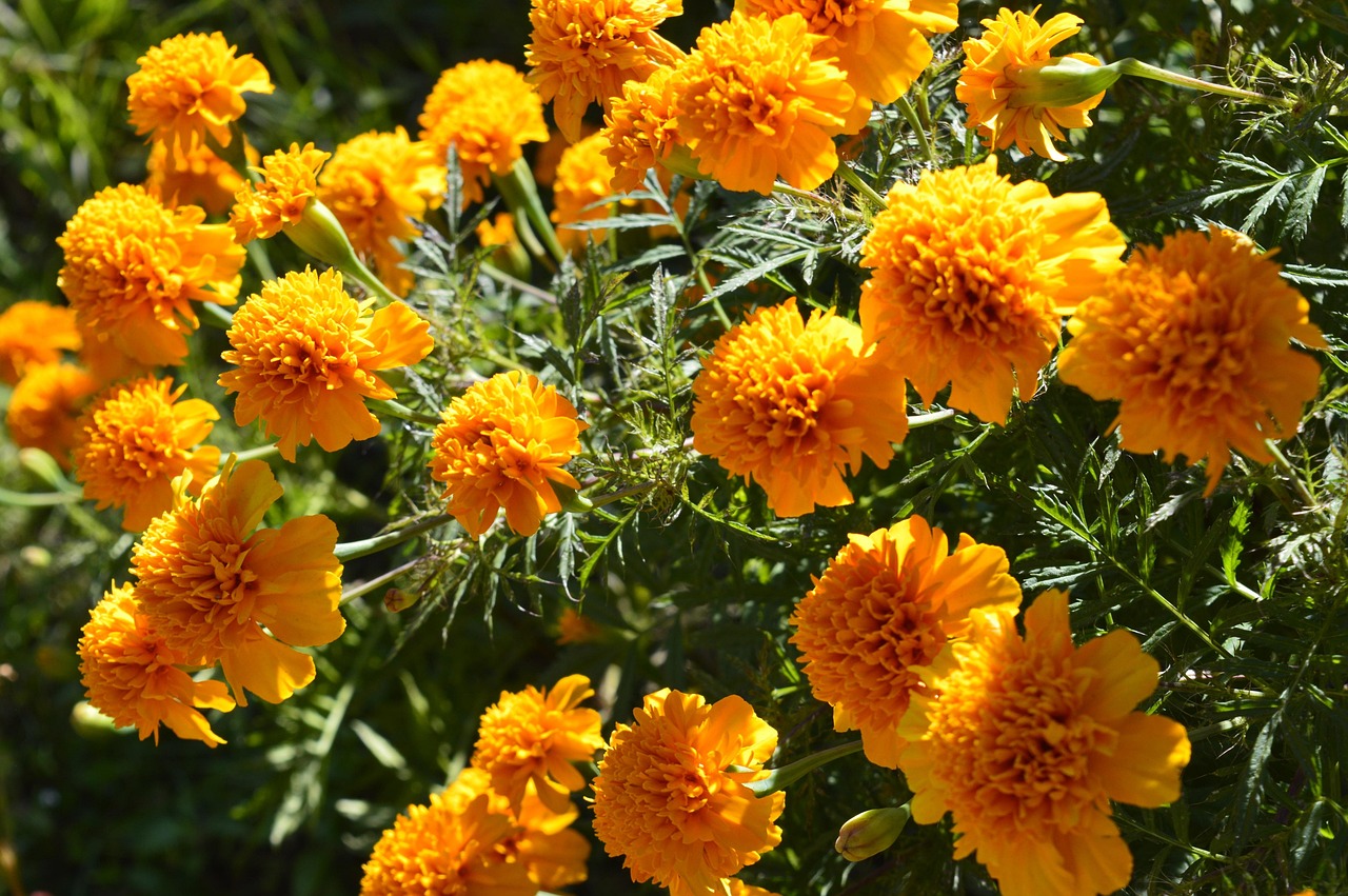 Maravilla Caléndula Naranja Flores - Foto gratis en Pixabay - Pixabay