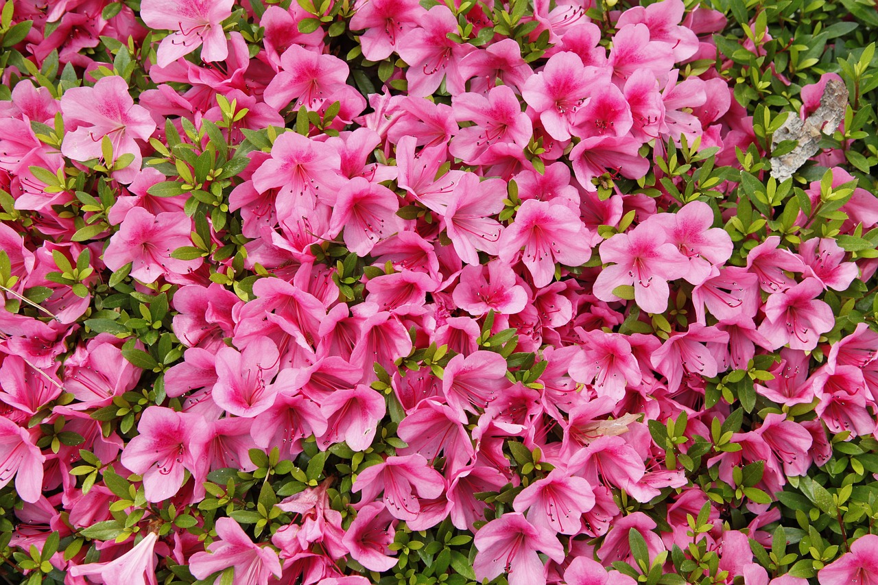 Azalea'S Bloemen Roze - Gratis foto op Pixabay - Pixabay