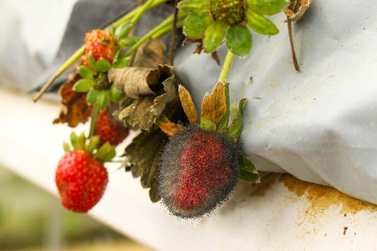 Stroberi Buah-Buahan Kebun - Foto gratis di Pixabay - Pixabay