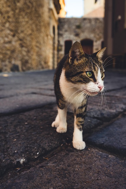20,000+ Free Stray Cat & Cat Images - Pixabay