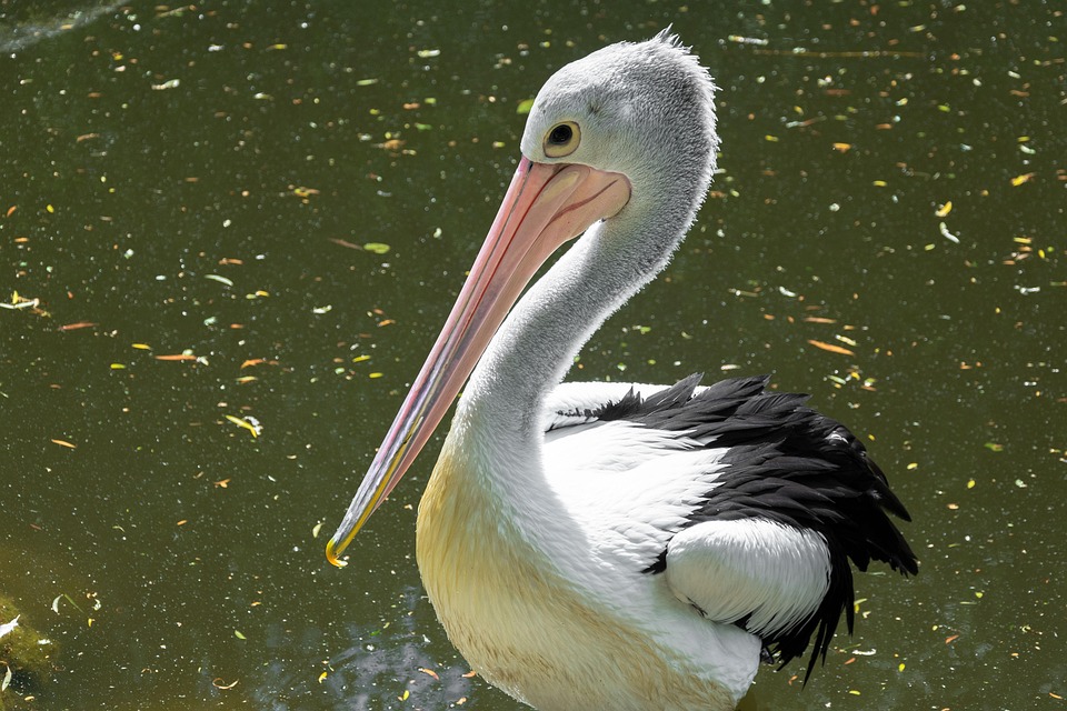 Bird Pelican Lake - Free photo on Pixabay