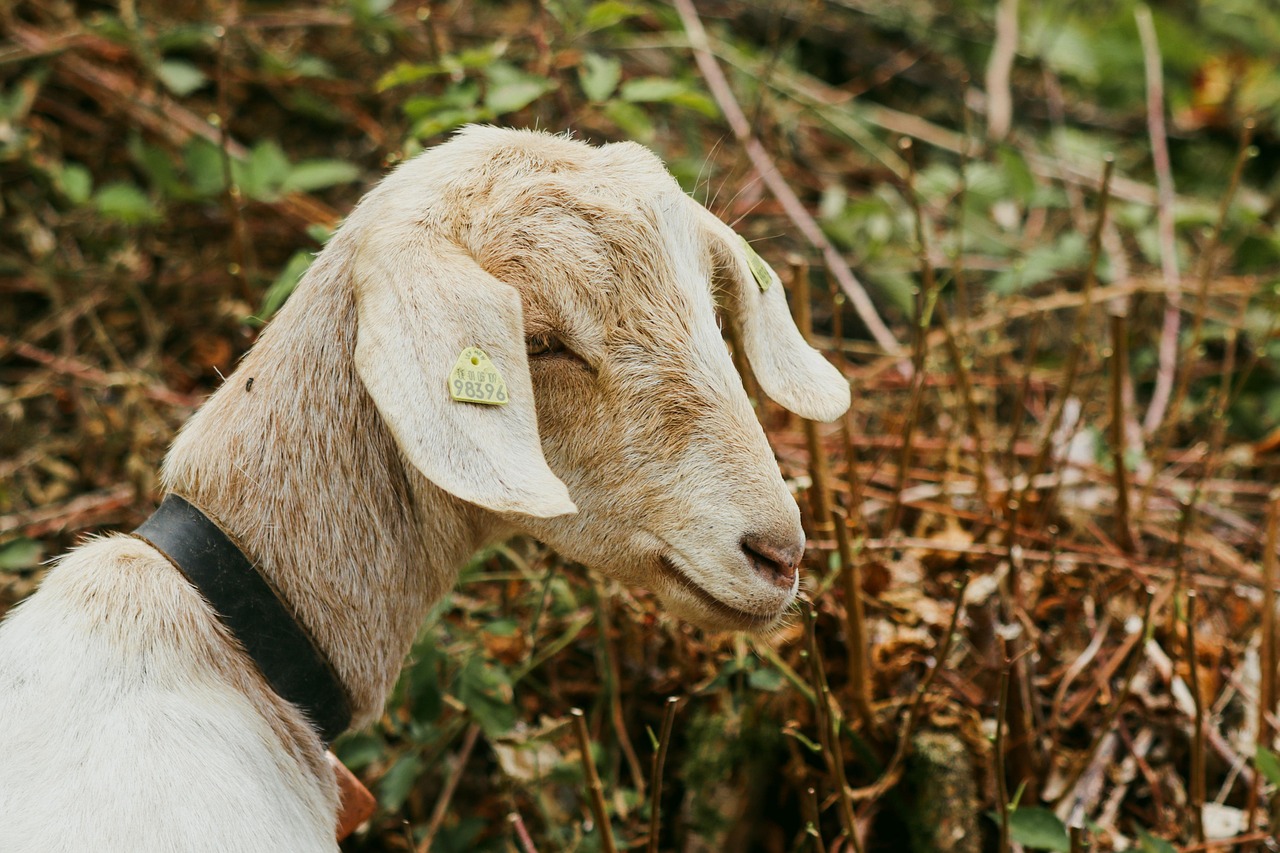 Chèvre Mammifère Bovins - Photo gratuite sur Pixabay - Pixabay