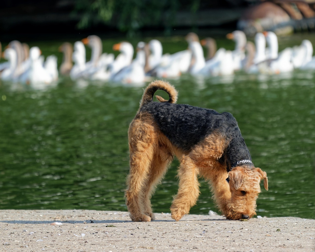 Dog Pet Lake - Free photo on Pixabay - Pixabay