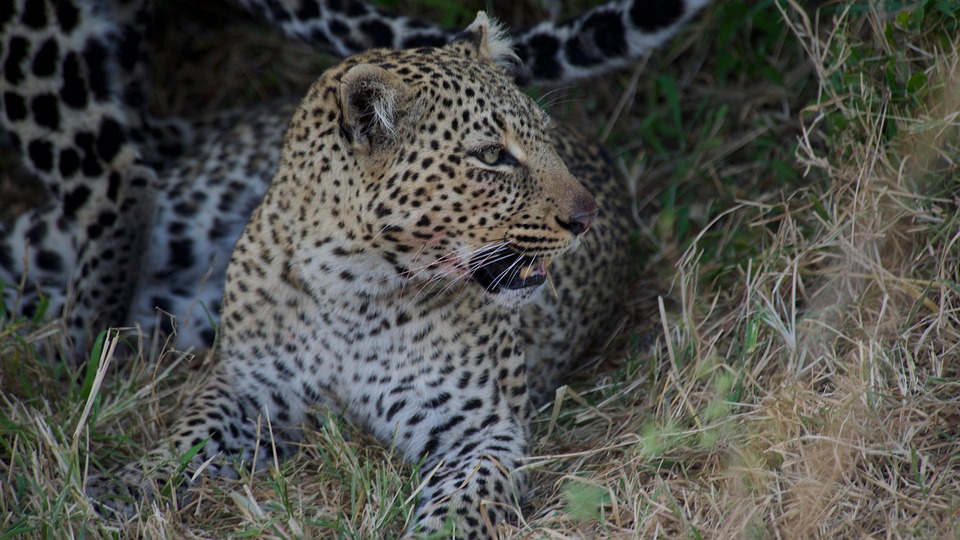 Leopardo Fauna Silvestre - Foto gratis en Pixabay