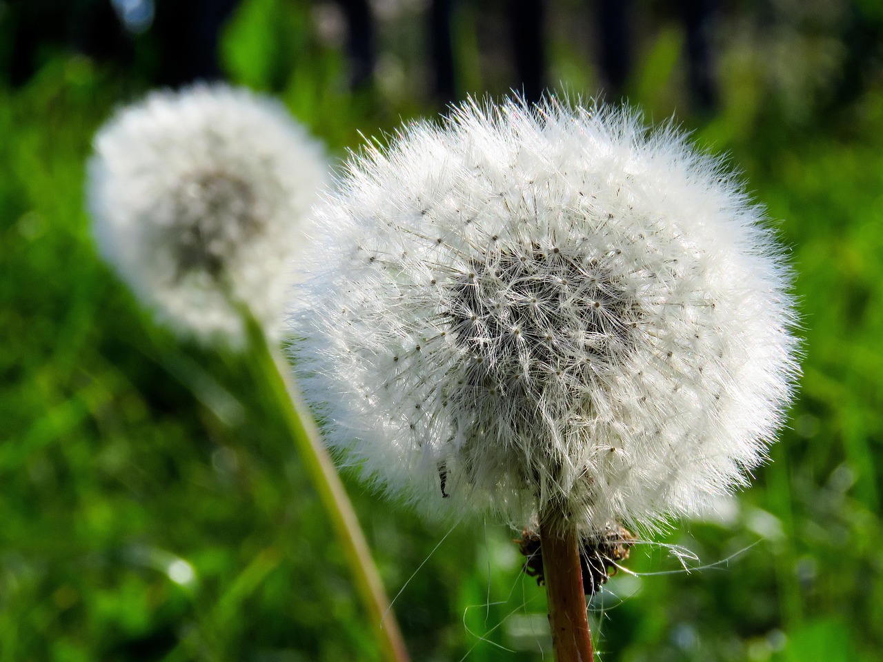 Dandelion Flower Macro - Free photo on Pixabay - Pixabay