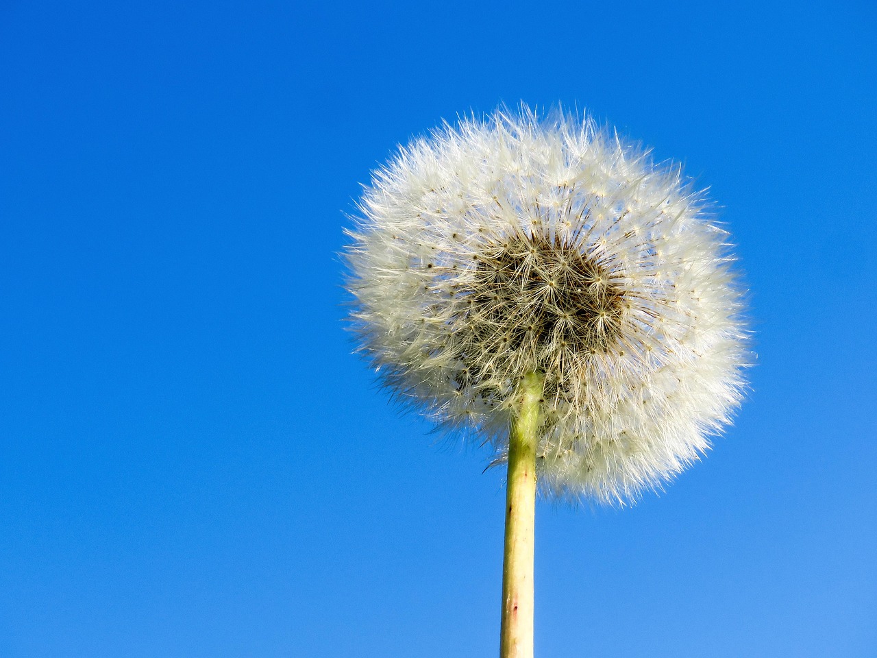 Flor Diente De León Naturaleza - Foto gratis en Pixabay - Pixabay