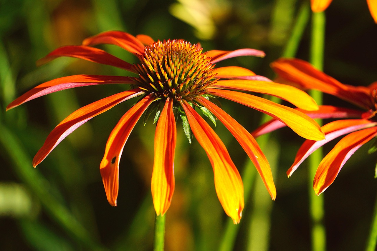 Flower Echinacea Colorful Free Photo On Pixabay flower-echinacea-colorful-free-photo-on-pixabay